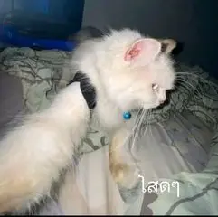 โพสต์ ของ Peerapat💐🍵|Lemon8