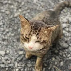 โพสต์ ของ Chalee Meerak|Lemon8