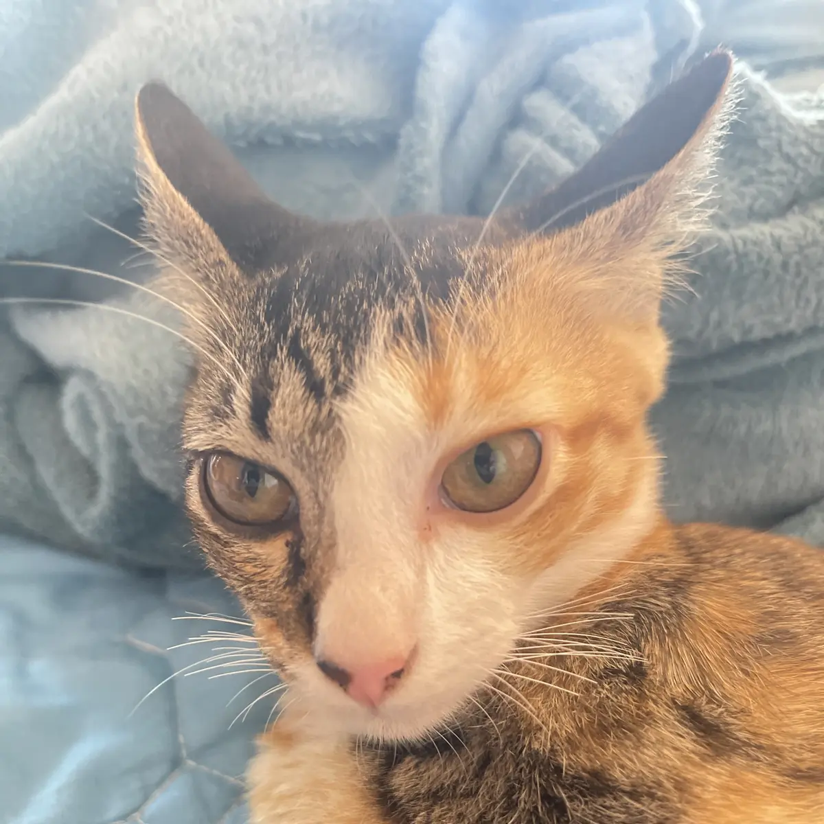 โพสต์ ของ Fram cats|Lemon8