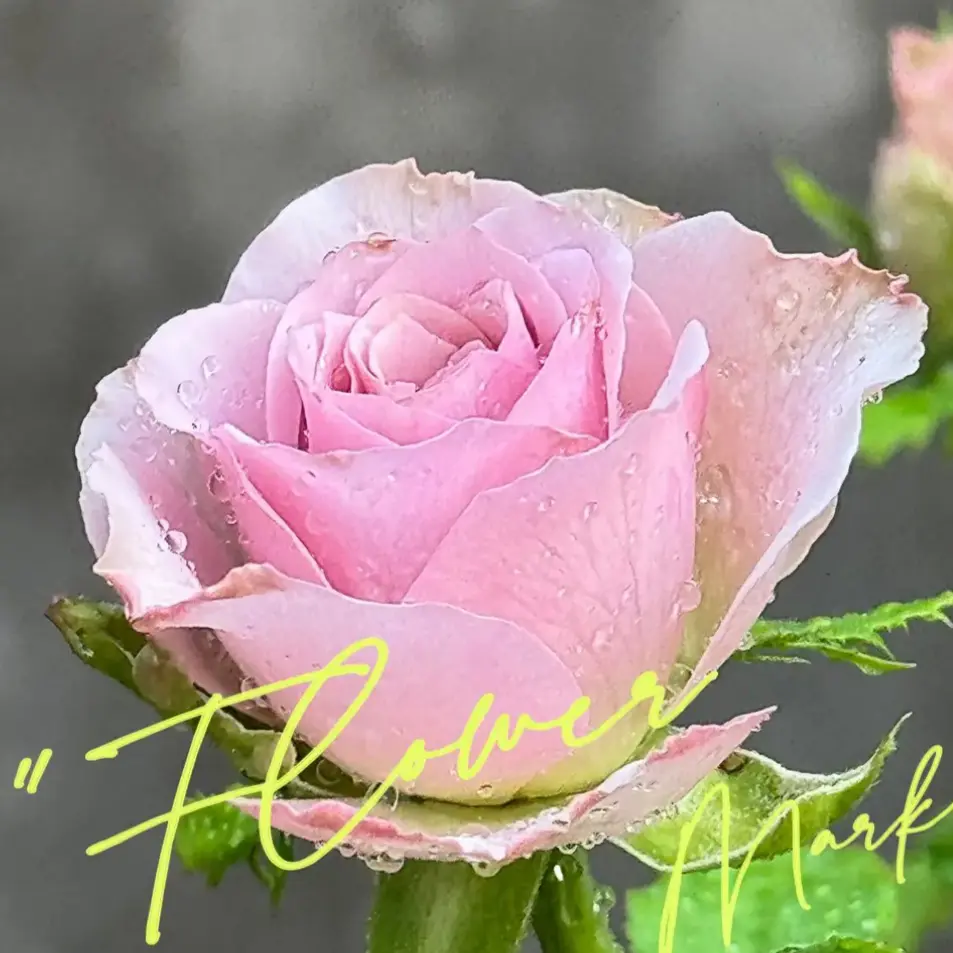 โพสต์ ของ April|Lemon8