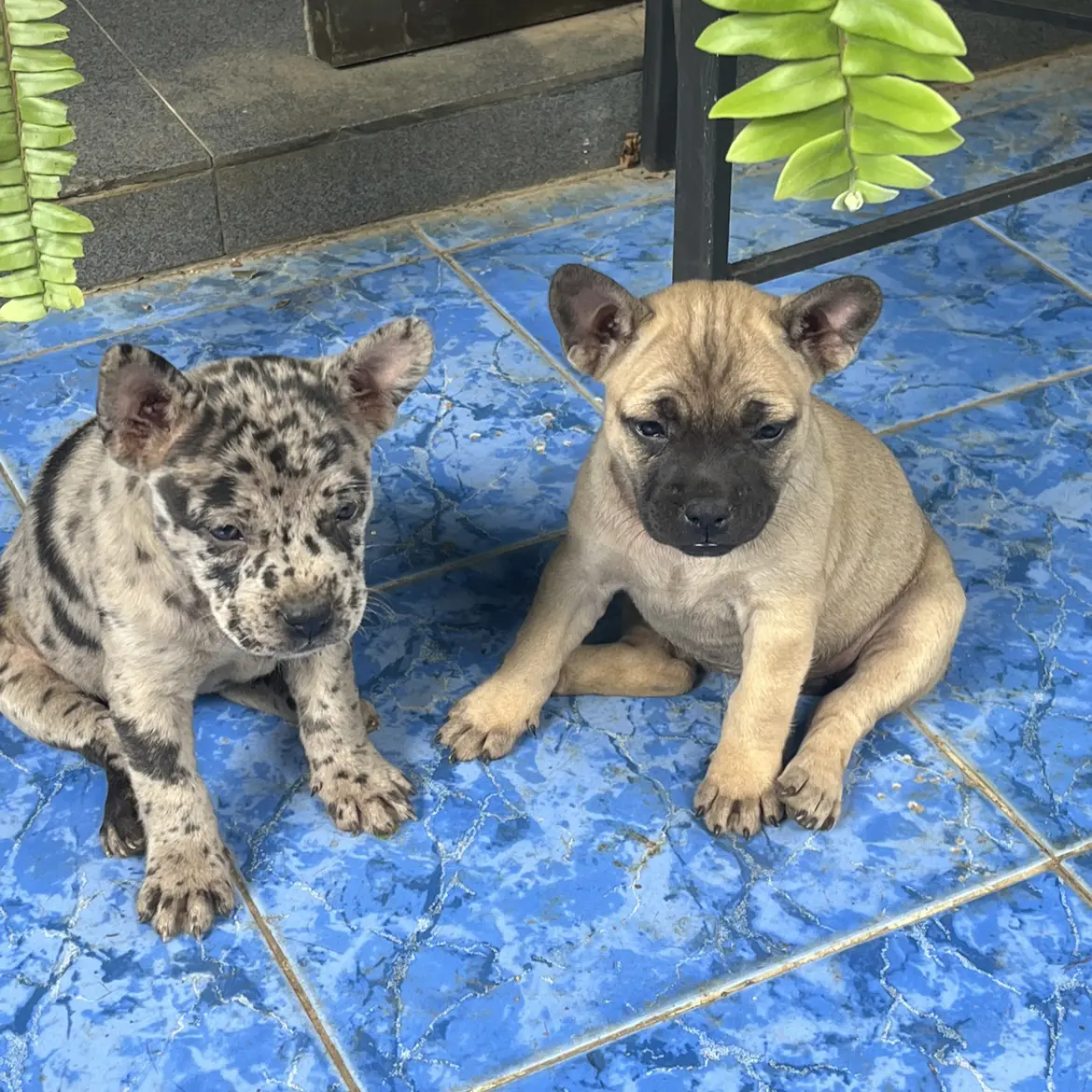 โพสต์ ของ Tinker Bell|Lemon8