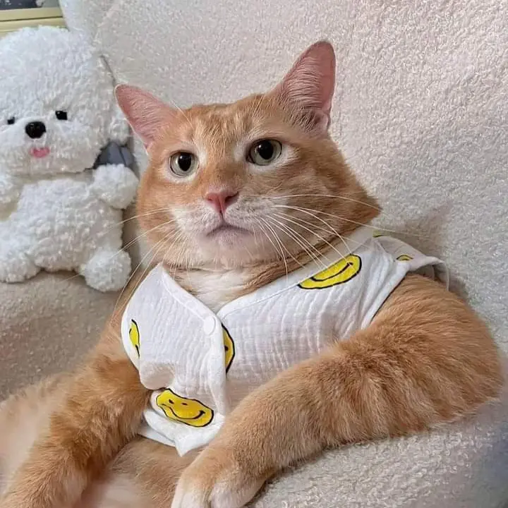 โพสต์ ของ Cat เป็นแมว|Lemon8