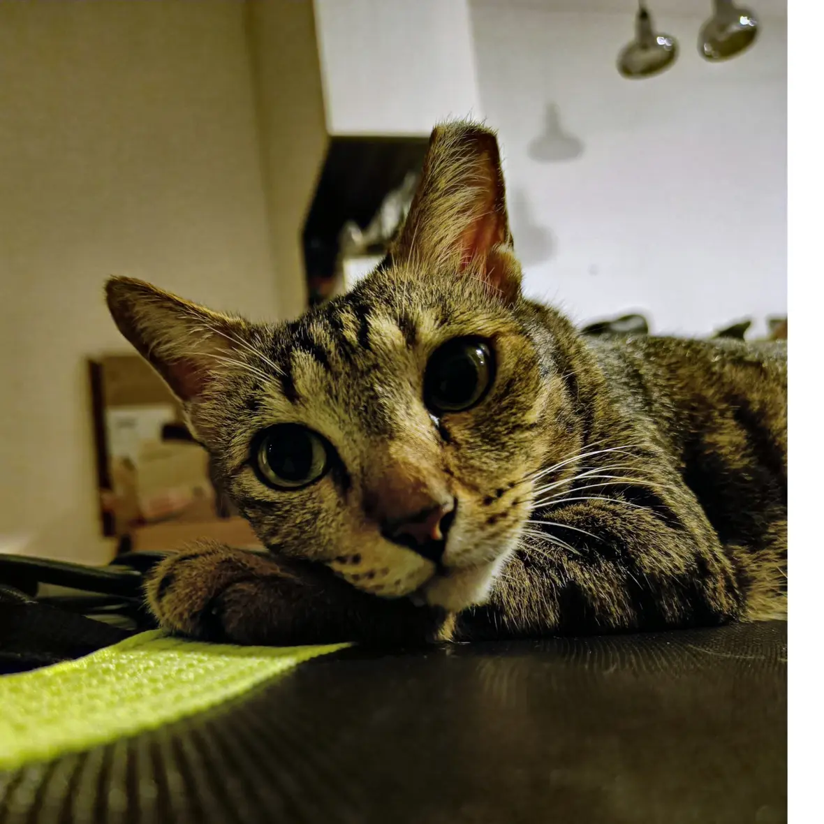 โพสต์ ของ Bareitall|Lemon8