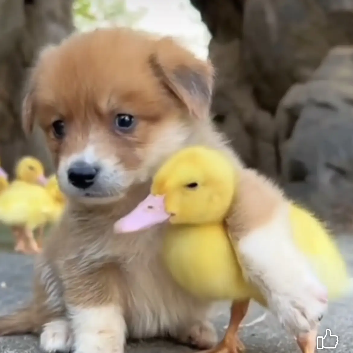 โพสต์ ของ Val|Lemon8