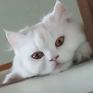 โพสต์ ของ แม่ลูก1แมว4|Lemon8