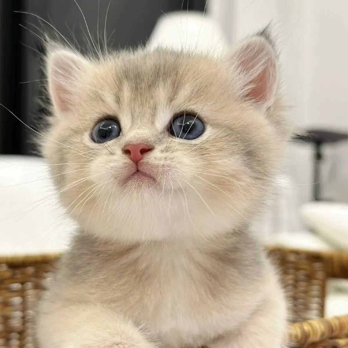 โพสต์ ของ lemon cat|Lemon8