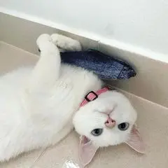 โพสต์ ของ กะทิ The Cat |Lemon8