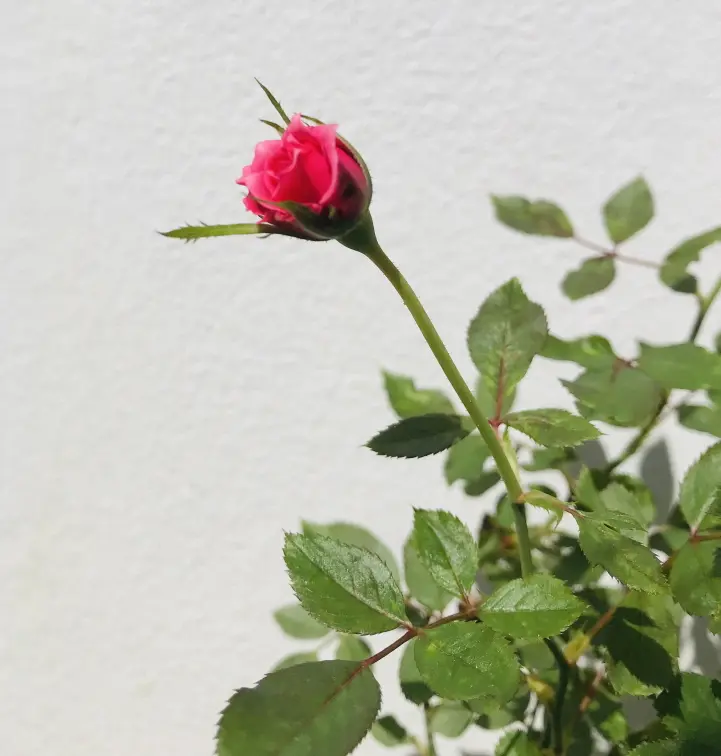 โพสต์ ของ Vanilla |Lemon8