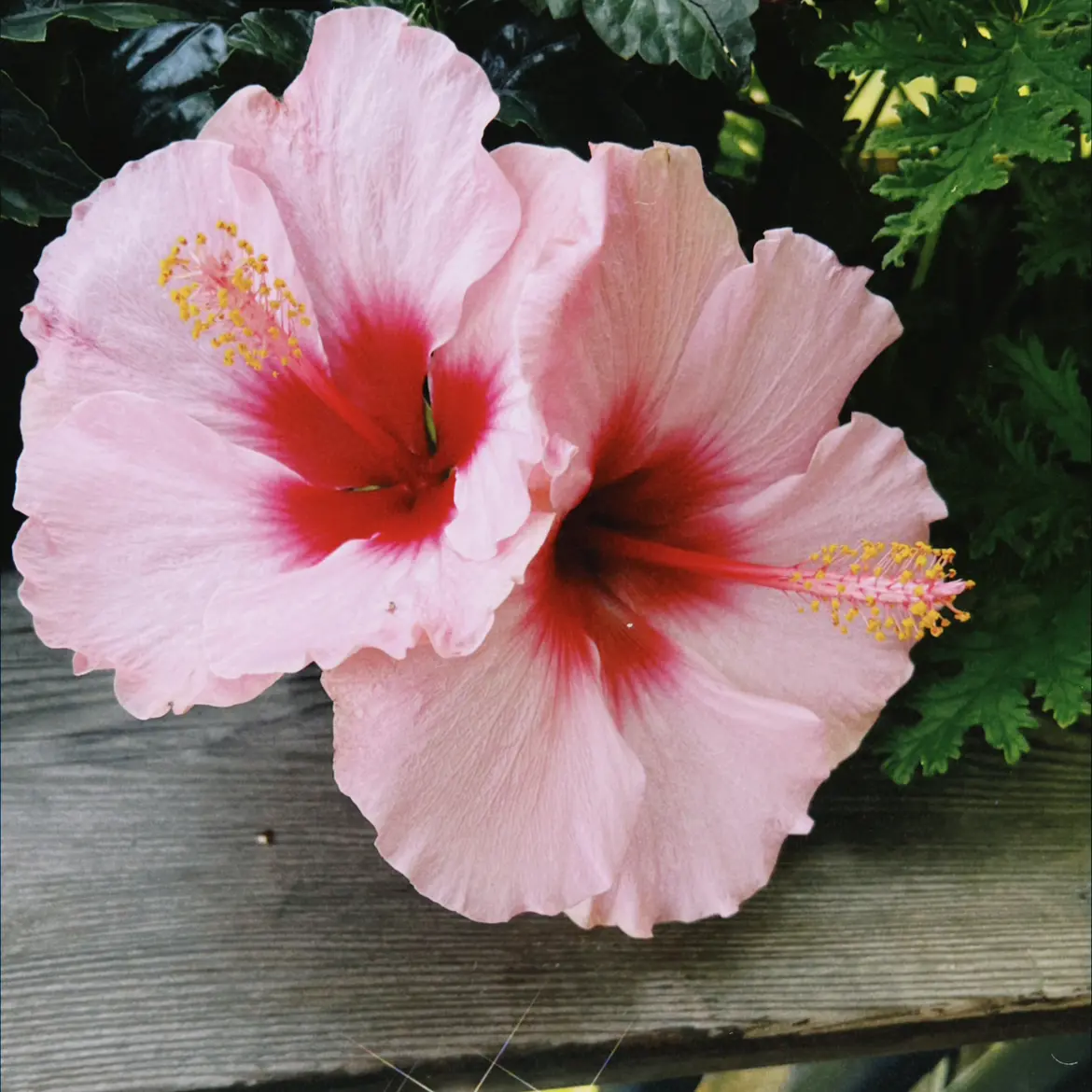 โพสต์ ของ Lilly🪼🌅🌊|Lemon8