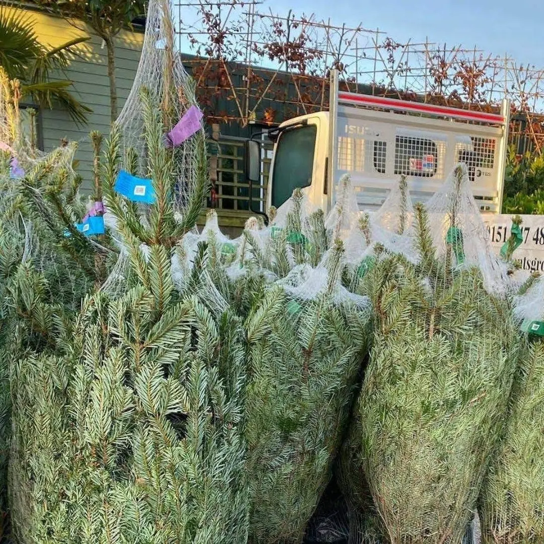 โพสต์ ของ Christmas tree|Lemon8