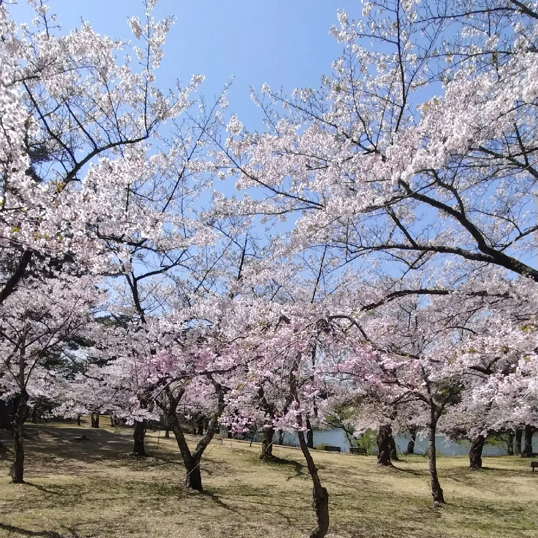 โพสต์ ของ Raphael Joe|Lemon8