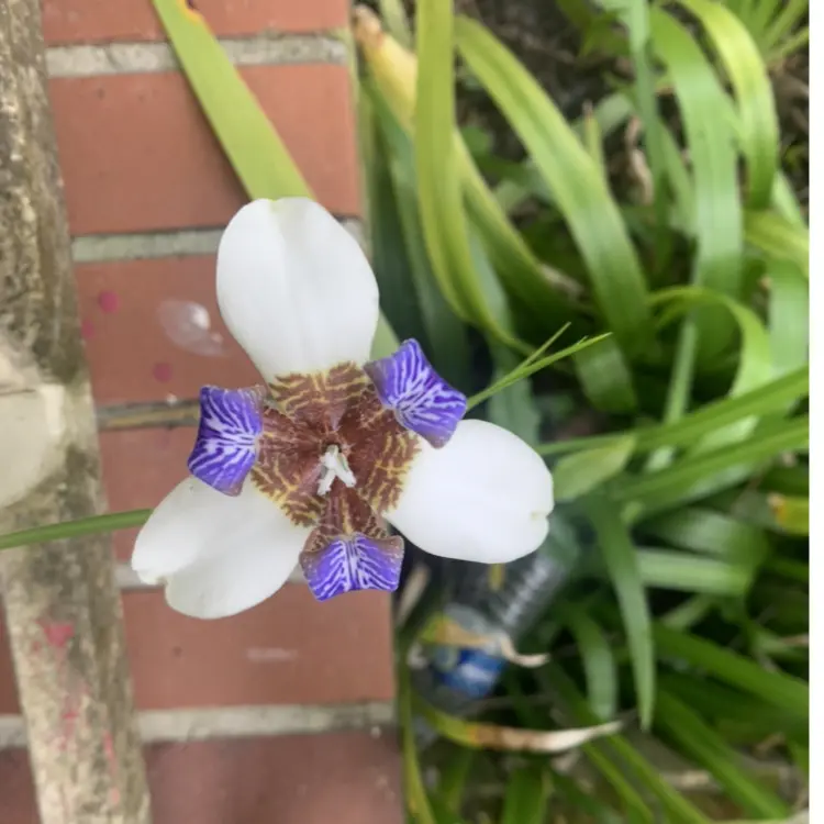 โพสต์ ของ Belinda Fair|Lemon8