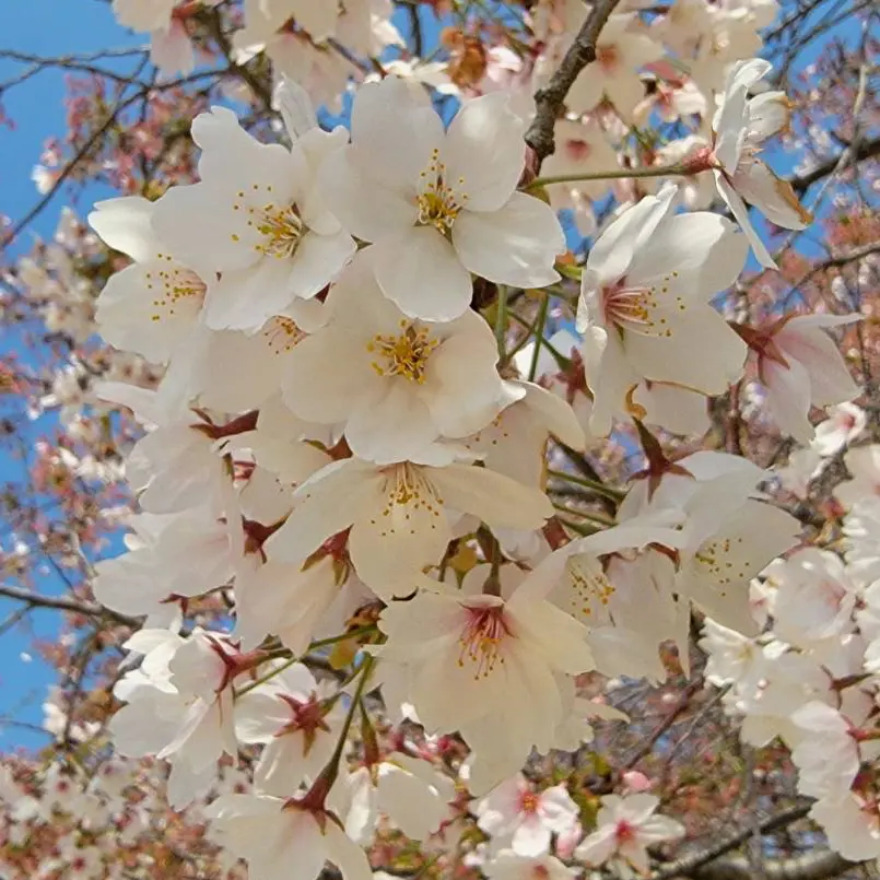 โพสต์ ของ s.a.k.u.r.a|Lemon8