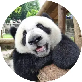 โพสต์ ของ Panda|Lemon8